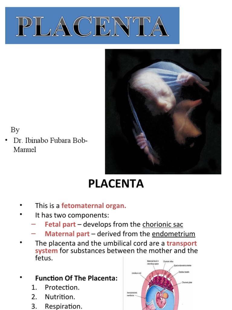 Bif Emb Ls 8 Placenta | PDF | Placenta | Fetus