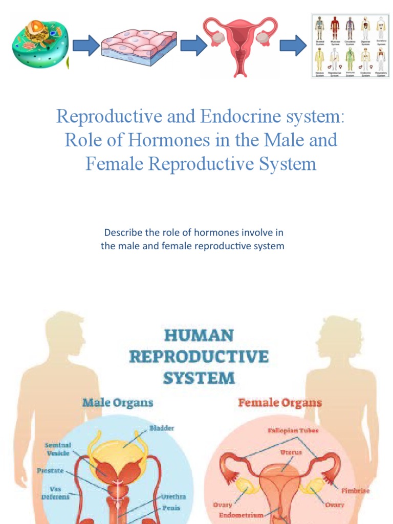 Reproductive and Endocrine System: Role of Hormones in The Male and Female Reproductive System ...