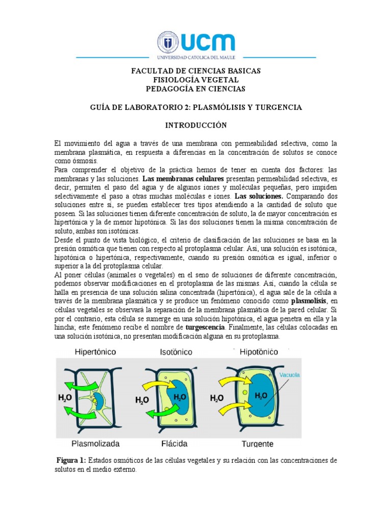 L2-PLASMÓLISIS | PDF | Biología Celular | Química