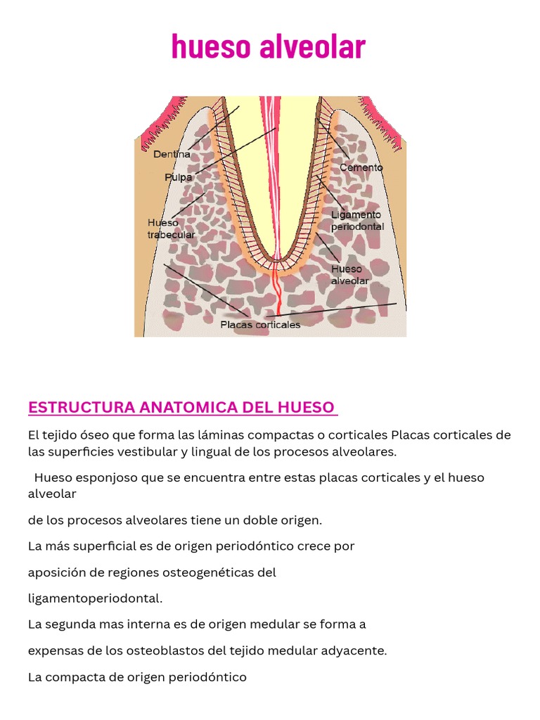 Estructura y funciones del hueso alveolar | PDF | Salud y bienestar