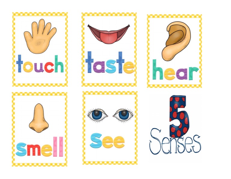 Flashcards Senses | PDF