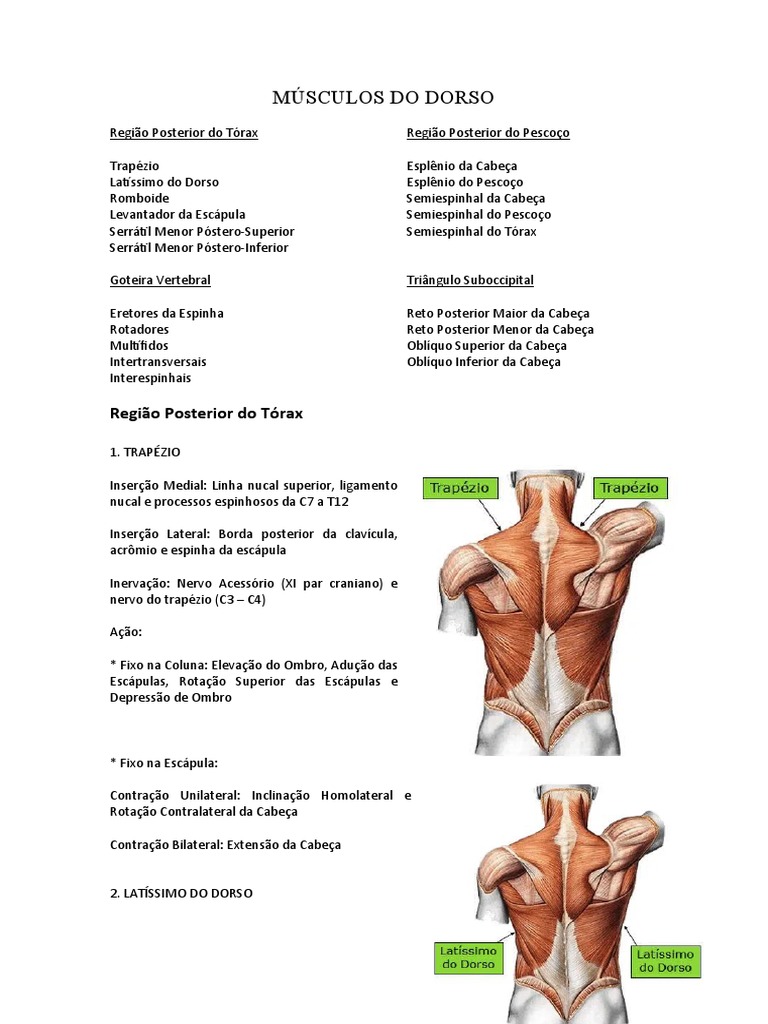 7-Músculos do Dorso | PDF | Coluna vertebral | Sistema Locomotor