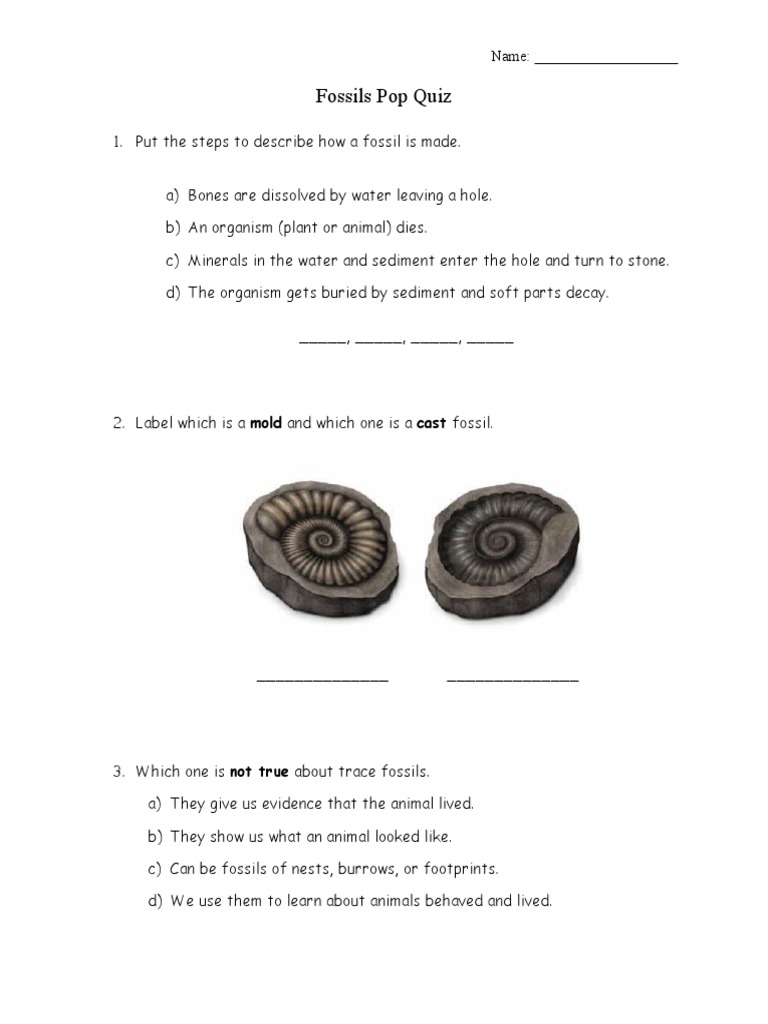 Fossils Pop Quiz | PDF