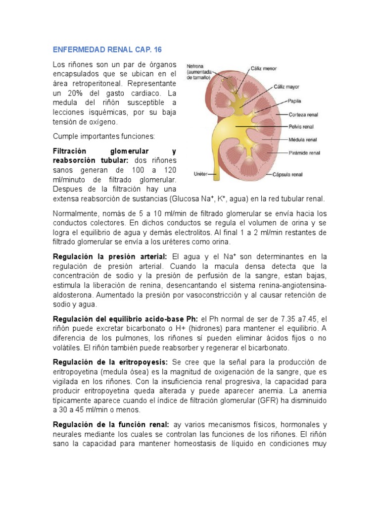 Enfermedad Renal Cap | PDF | Riñón | Órgano (anatomía)