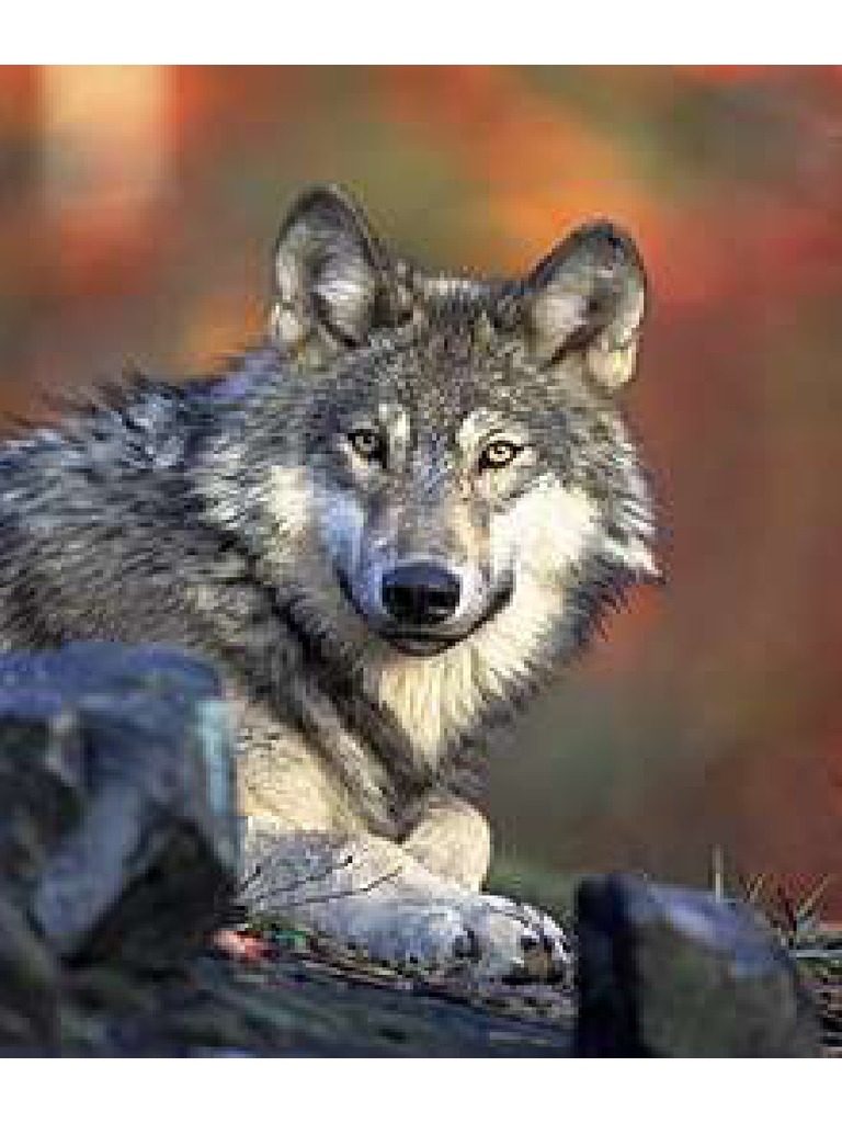 Lobito Asustado | PDF