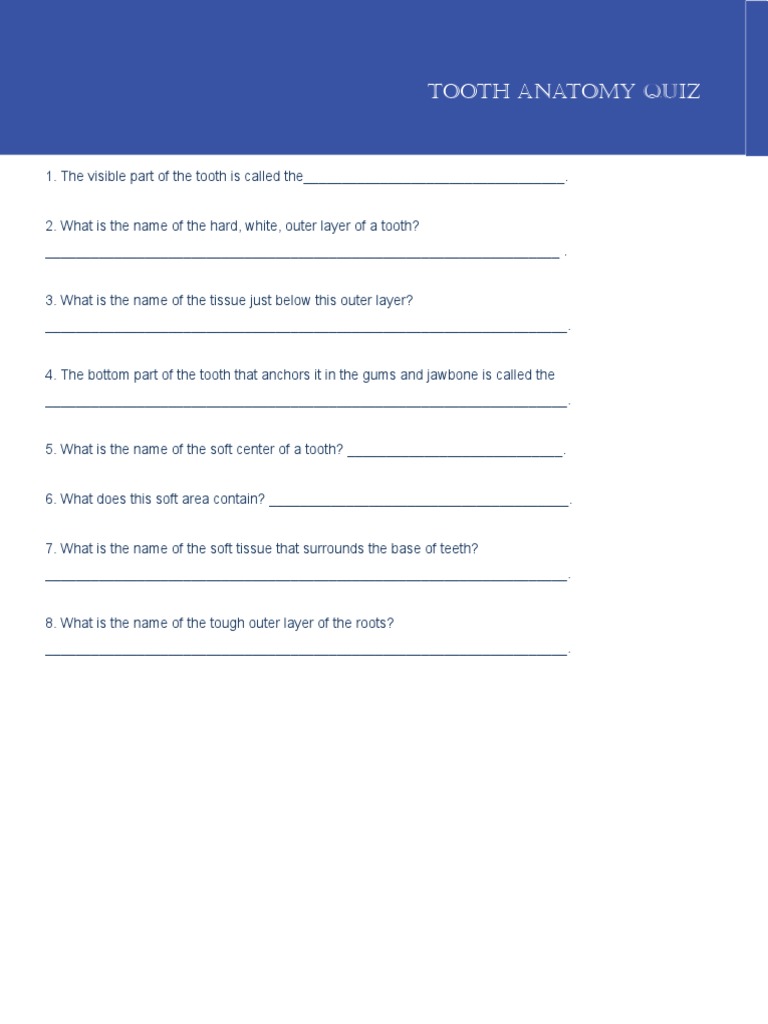 Tooth Anatomy Quiz | PDF