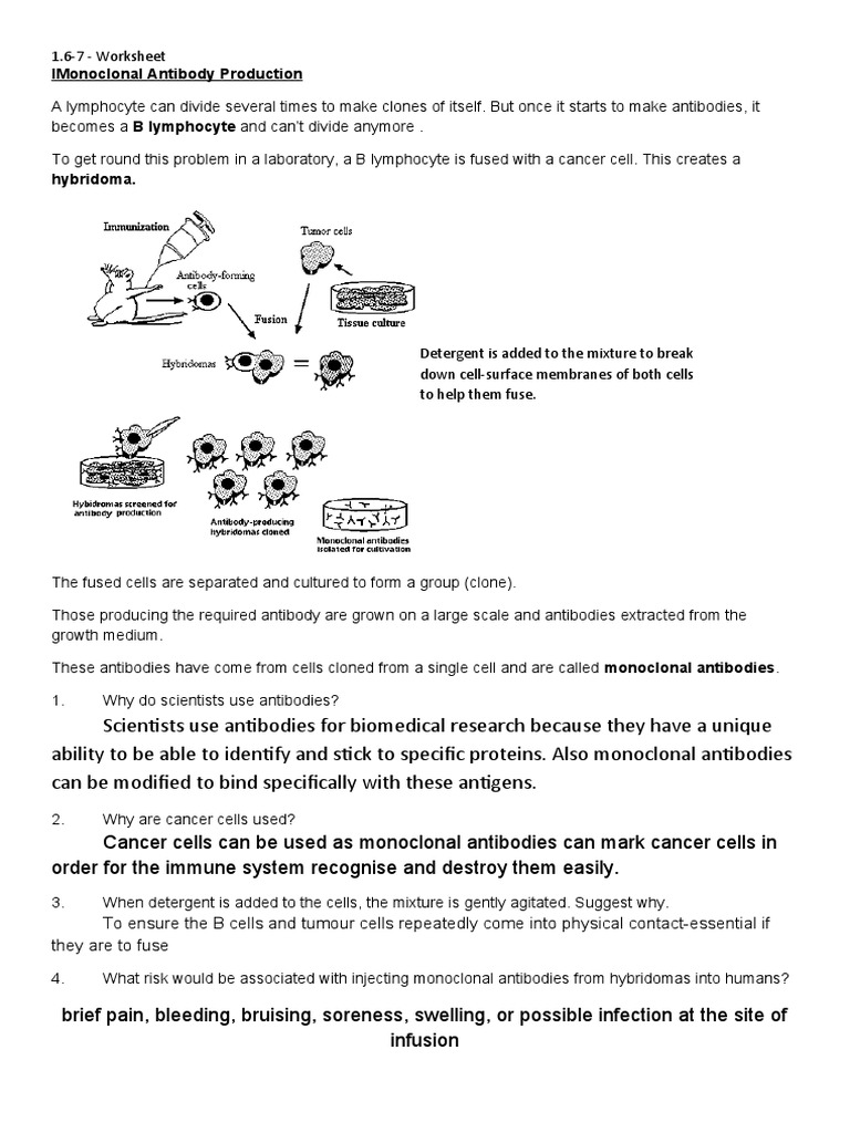 1.6-7 Monoclonal Antibody Production Worksheet | PDF | Monoclonal ...
