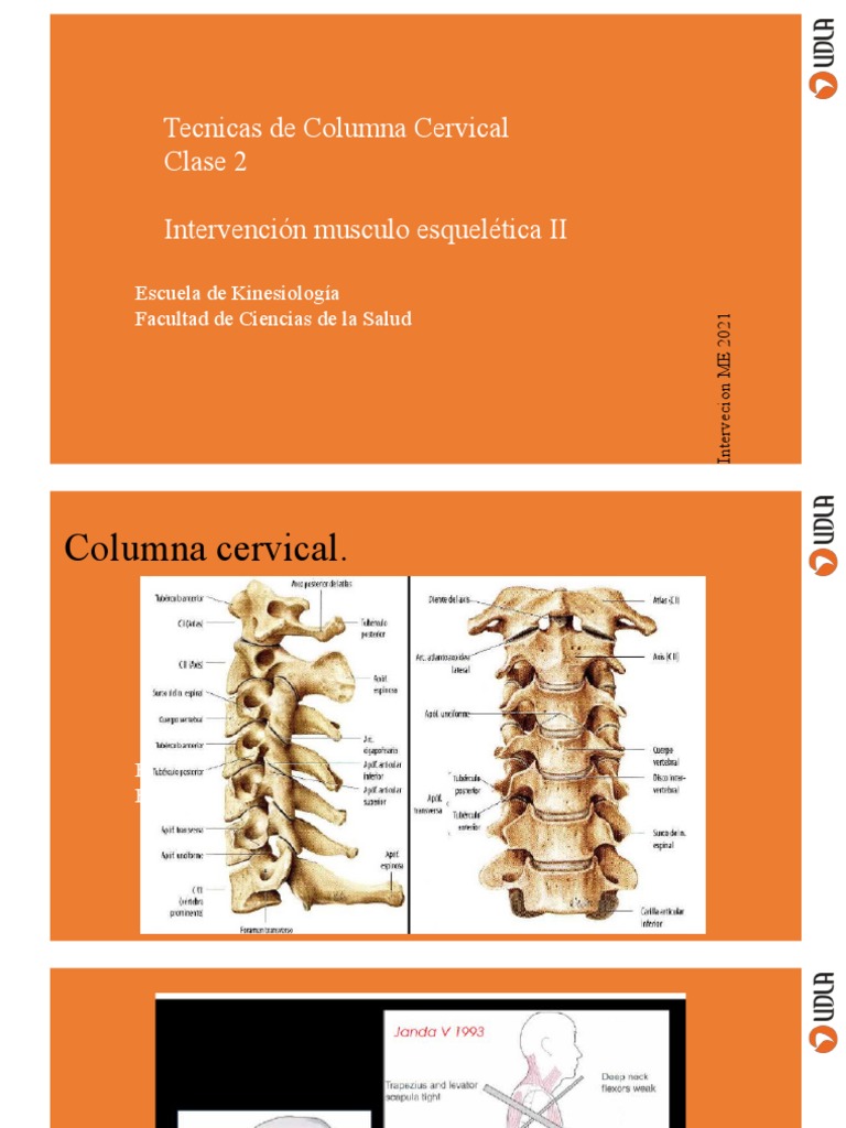 Técnicas de Kinesiología Cervical | PDF | La columna vertebral | Hombro