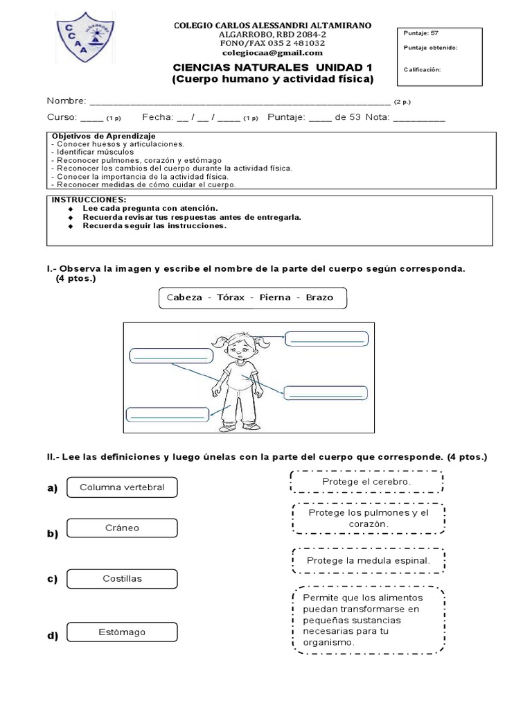 Prueba Unidad 1 Cuerpo Humano | PDF | Alimentos | Hueso