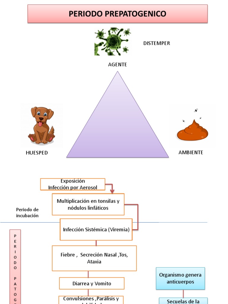 Distemper Epidemiologia | PDF | Infección | Salud pública