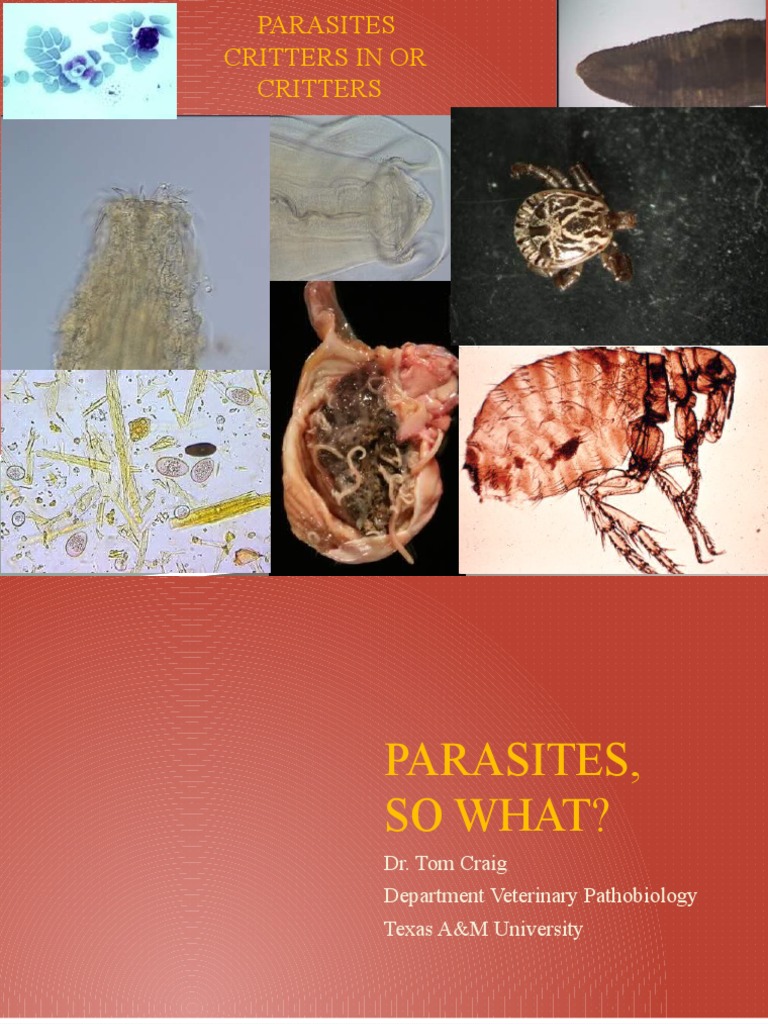 Parasite Presentation | PDF | Parasitism | Parasitology