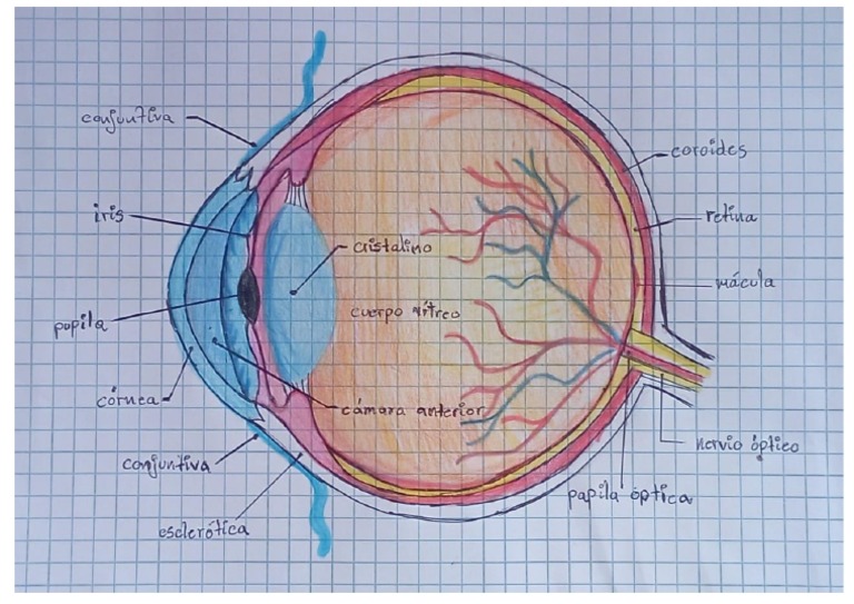 Anatomía Del Ojo | PDF