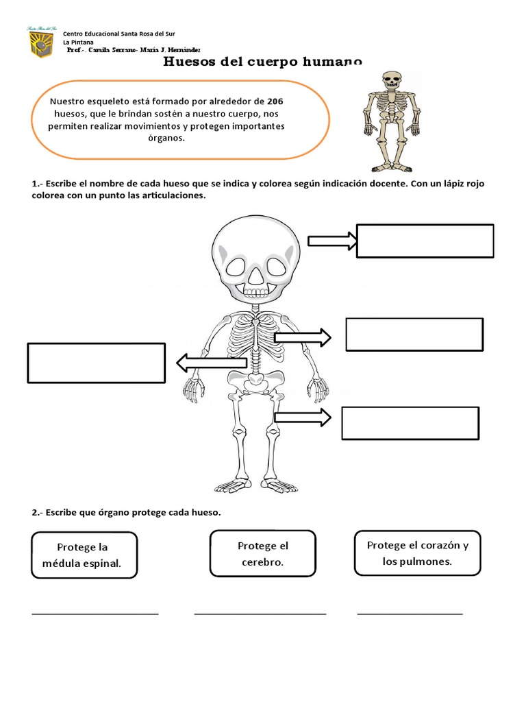 Guía Huesos Del Cuerpo Humano 2° Basico | PDF