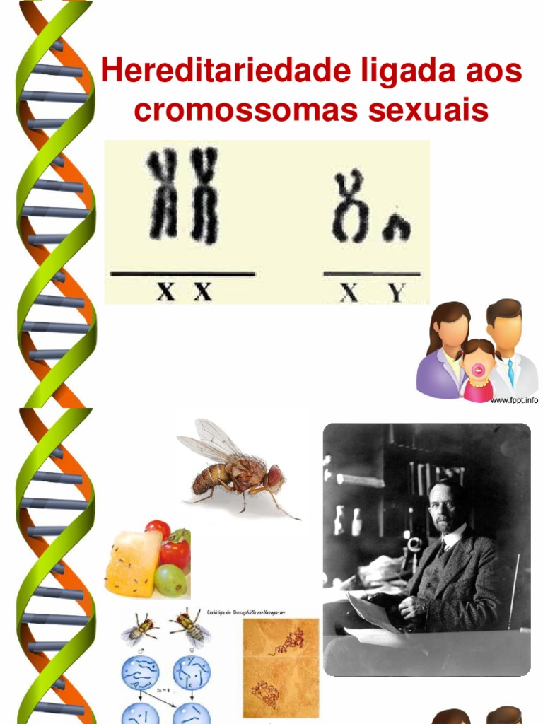 6 - Hereditariedade Ligada Aos Cromossomas Sexuais | PDF