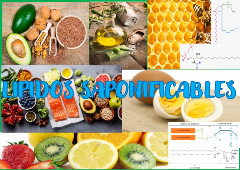 Lipidos Saponificables Pdf