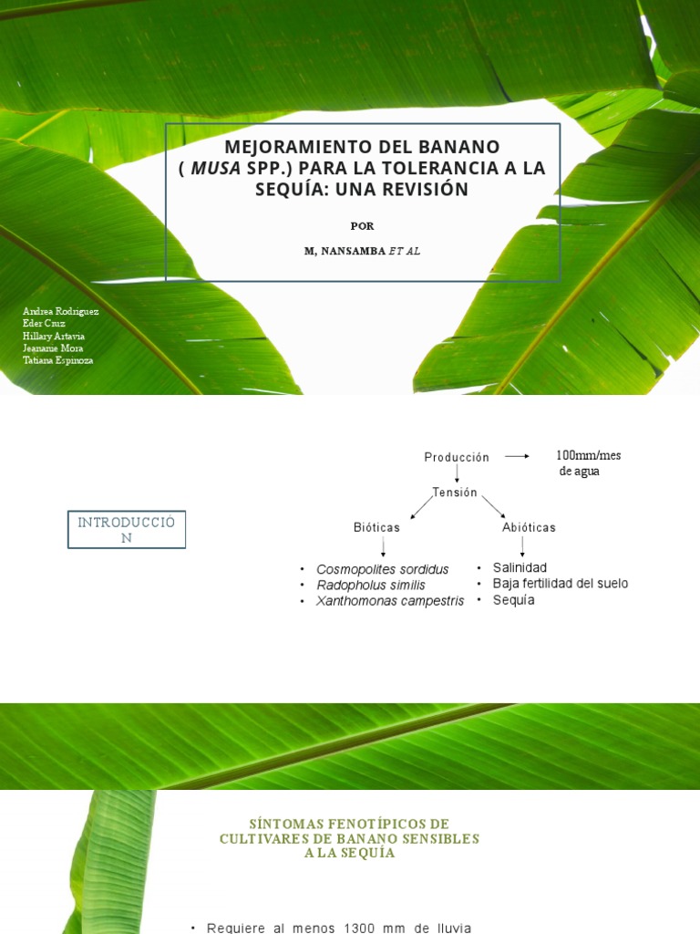 Mejoramiento del Banano para Sequía | PDF | Riego | Hoja