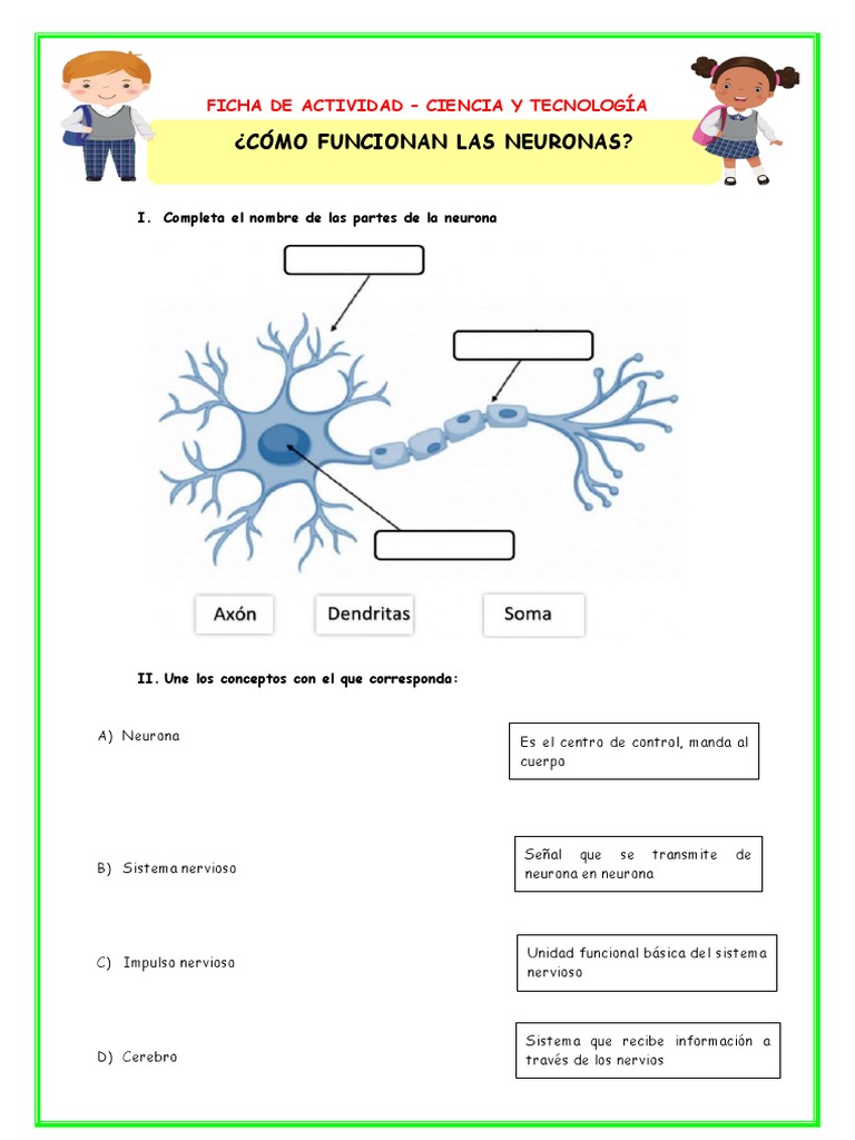 Ficha-Juev-Cyt - Cómo Funcionan Las Neuronas | PDF