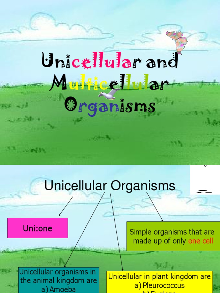 Unicellular and Multi Cellular Organisms | PDF