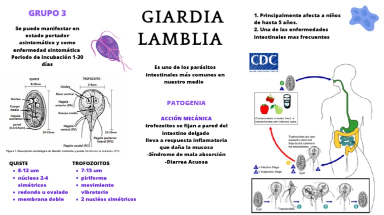 Giardia Lamblia | PDF