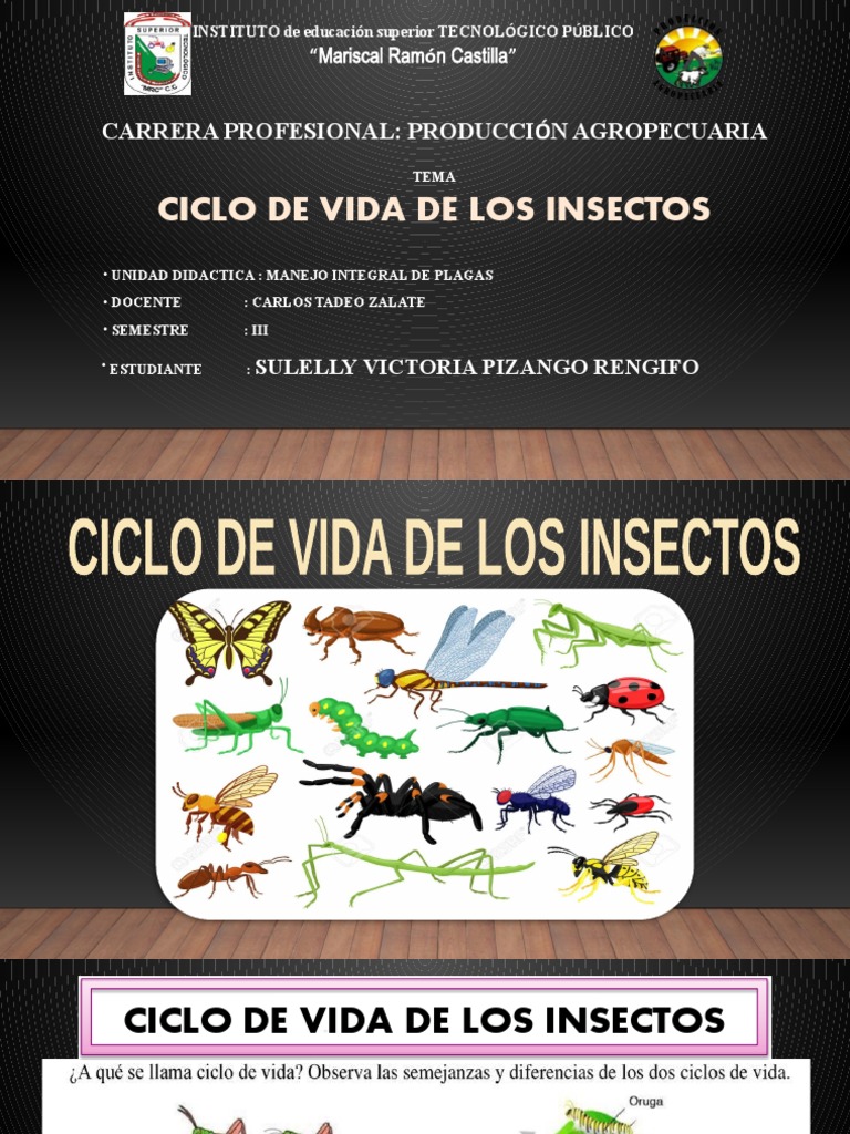 Ciclo de Vida de Los Insectos | PDF