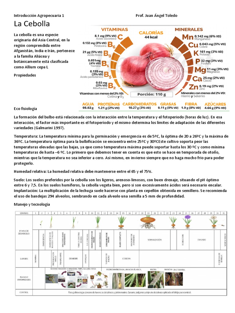 005 La Cebolla | PDF | Riego | Cebolla