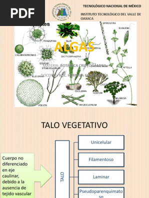 Anatomía De Las Algas