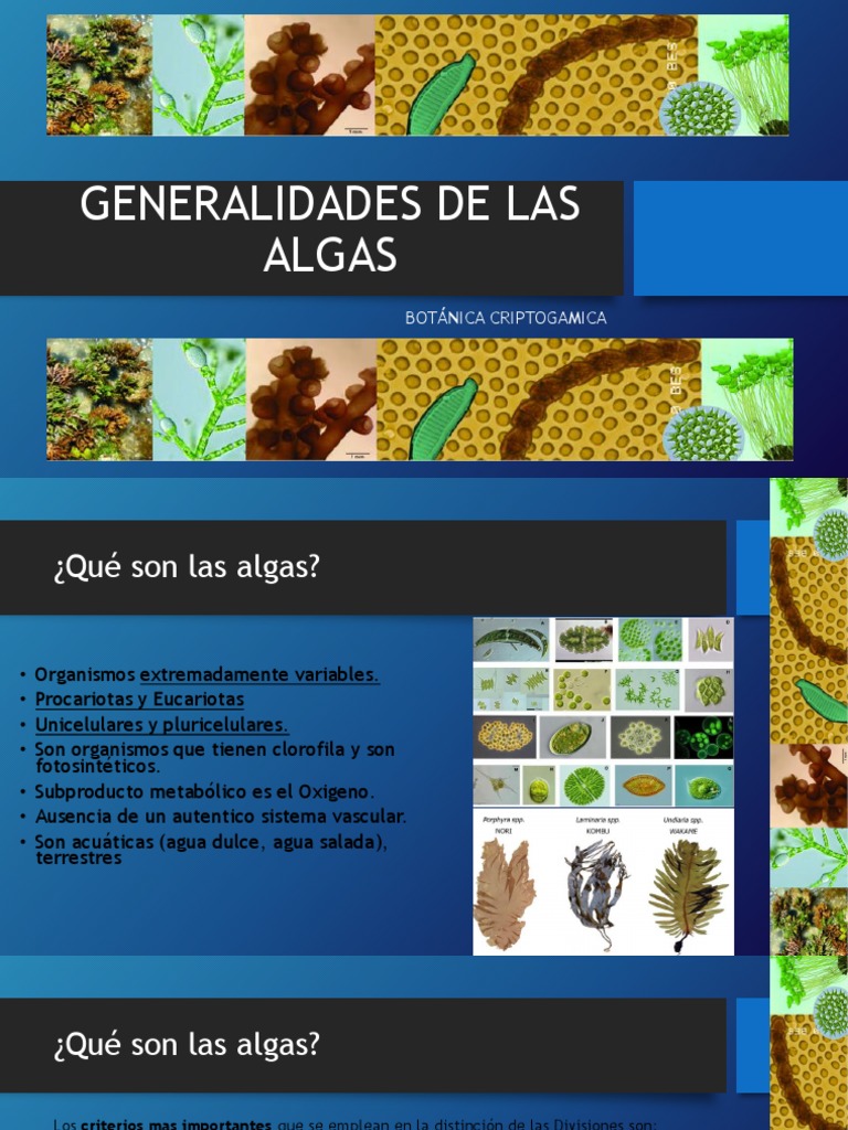 Generalidades y clasificación de algas | PDF | Algas | Reproducción sexual