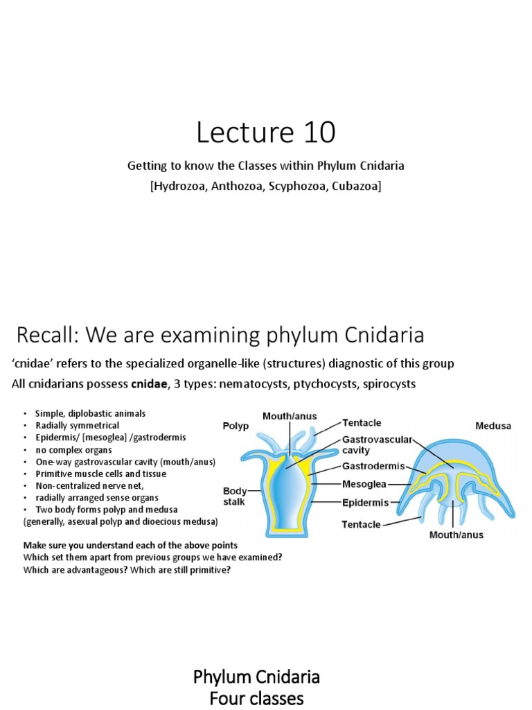 Lecture 10 - Continuing With Cnidaria | PDF | Aquatic Organisms ...