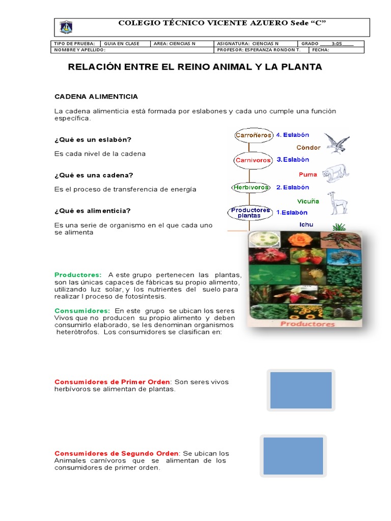 Cadena Alimenticia: Eslabones y Funciones | PDF | Ciencia y matemáticas