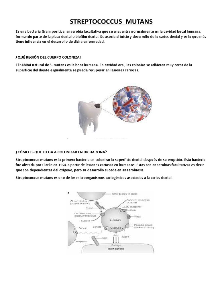 Morfología de Streptococcus mutans | PDF | Salud y bienestar