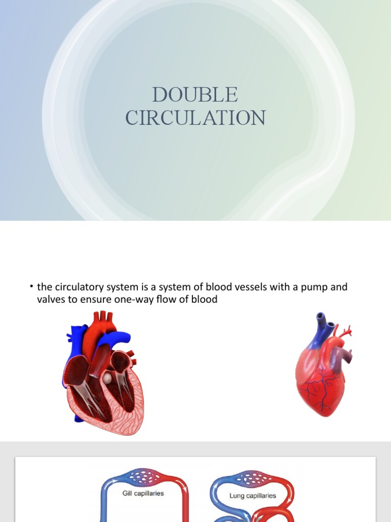 Double Circulation | PDF