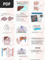 Fisiopatología de la Cirrosis | PDF | Cirrosis | Hígado