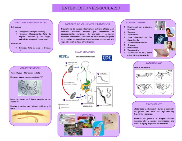 Enterobius Vermicularis | PDF | Especialidades Medicas | Medicina CLINICA