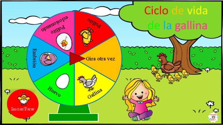 Ciclo de Vida de La Gallina | PDF