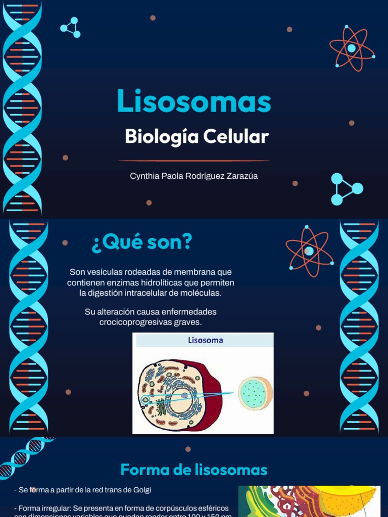 Lisosomas | PDF | Lisosoma | Biología Celular)
