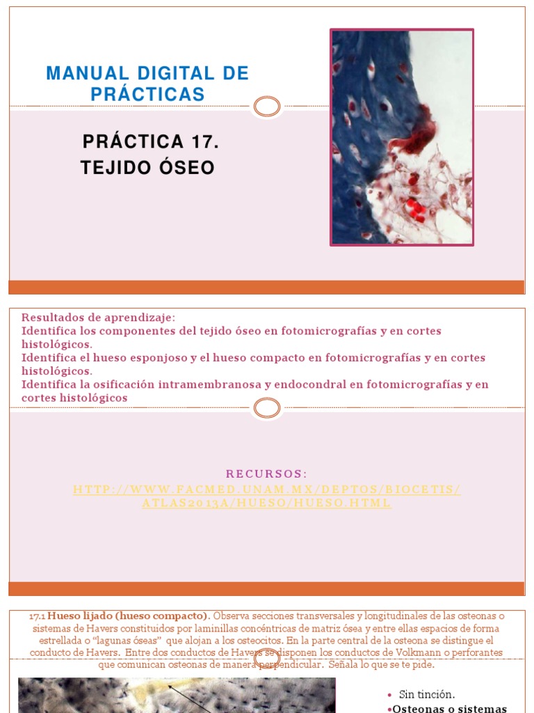 Mendiola Rivera Mauricio - PRACTICA-17 (Autoguardado) | Descargar gratis PDF | Hueso | Histología