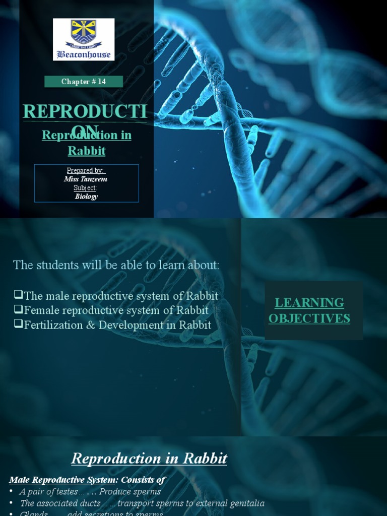 Rabbit Reproduction Systems Guide | PDF | Reproductive System | Human ...