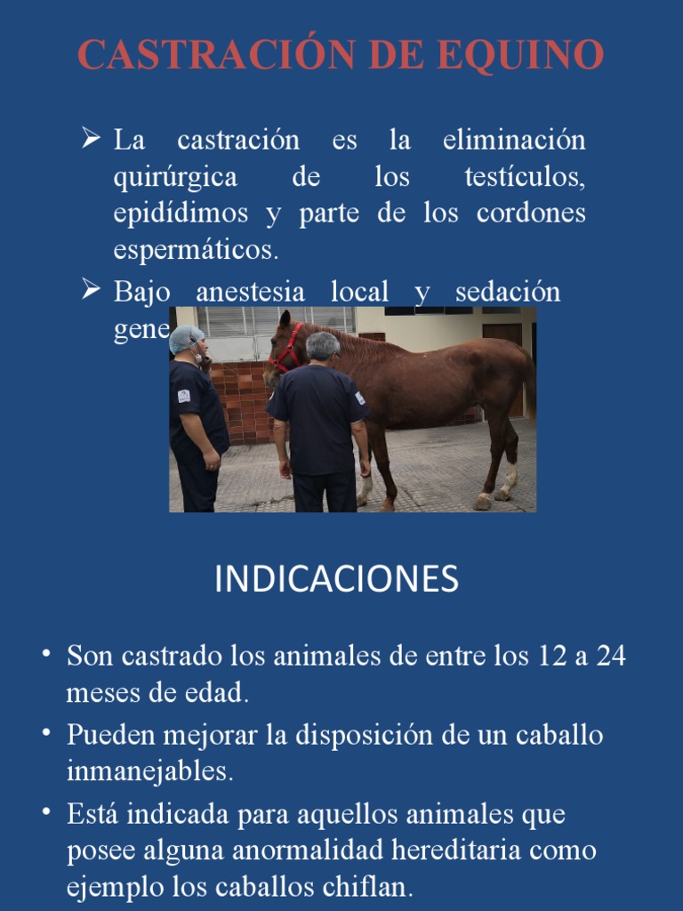 CASTRACIÓN DE EQUINO | PDF