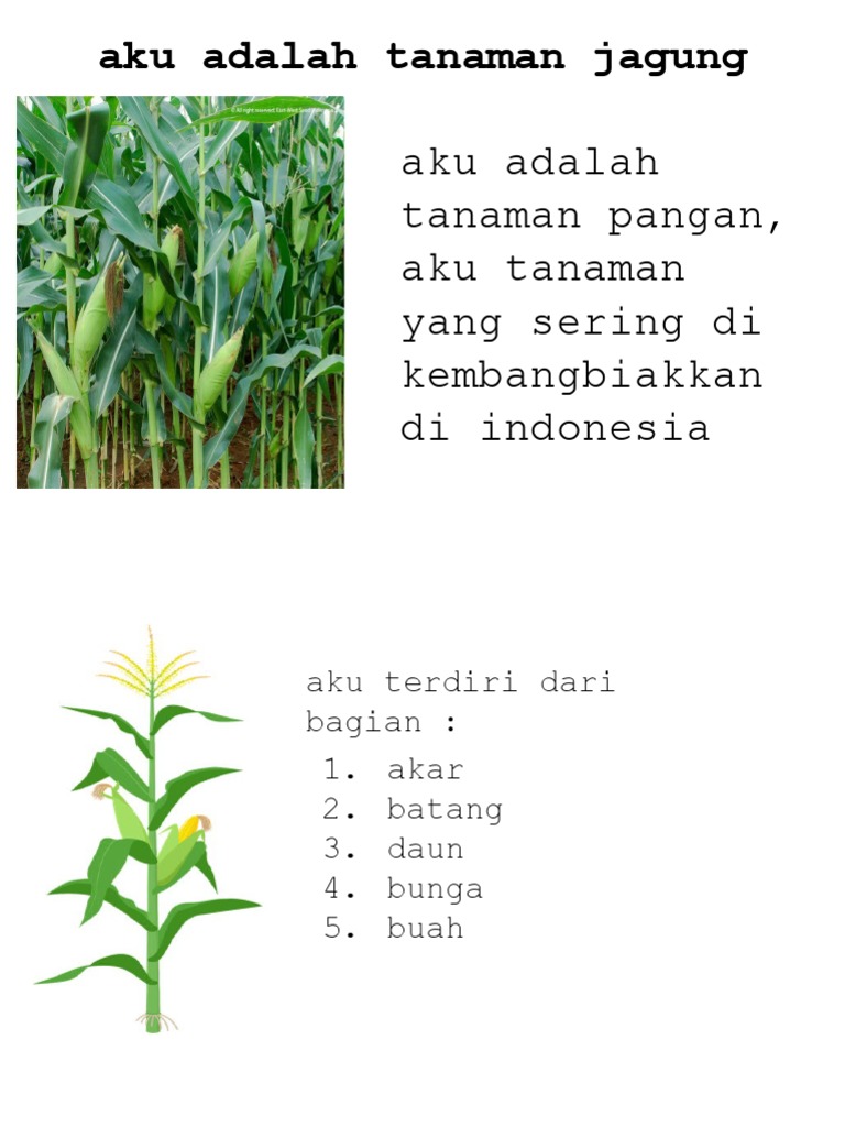 Struktur dan Manfaat Tanaman Jagung | PDF