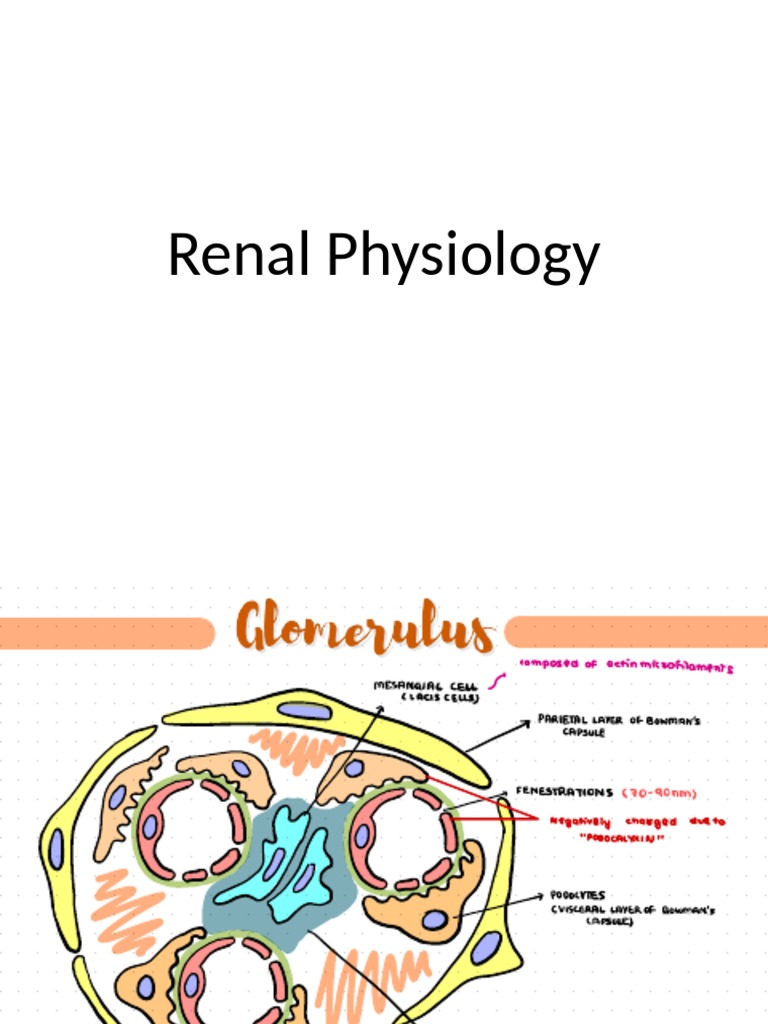 Renal System | PDF | Medical Specialties | Abdomen