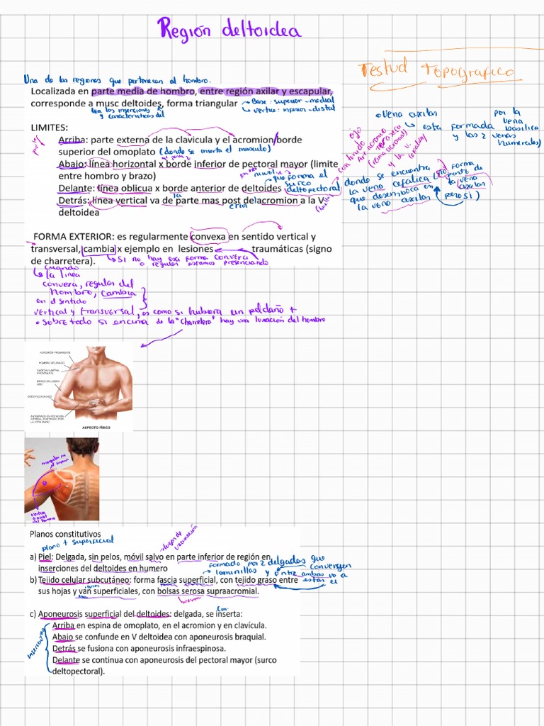 Clase 3 Deltoides y Articulaciones - 230416 - 071503 | PDF