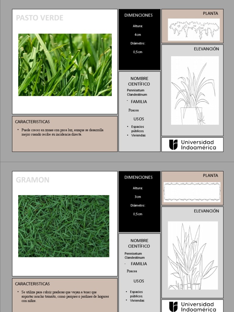Flora y usos de plantas comunes | PDF | Eucalipto | Botánica