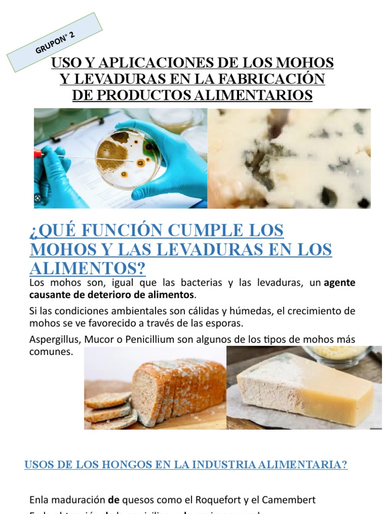 Uso y Aplicaciones de Los Mohos y Levaduras | PDF