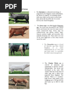 Official List of Breed Codes For Bovine: Beef Breeds | PDF | Livestock | Mammal Breeds