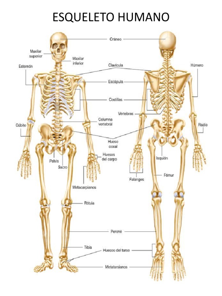 Esqueleto Humano | PDF