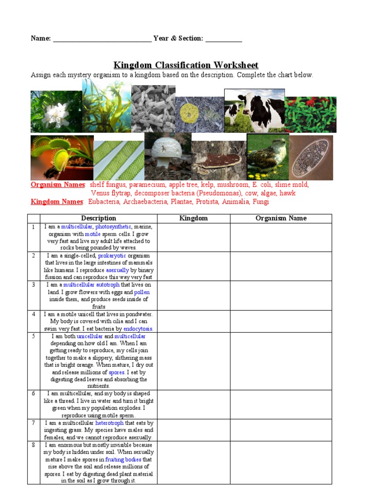 Kingdom Classification Worksheet | PDF | Plants | Fungus