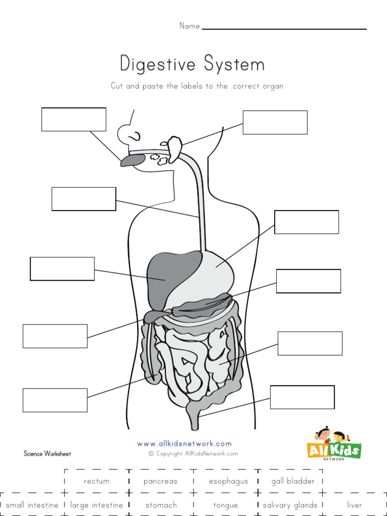 Cut Paste Label Digestive System | PDF