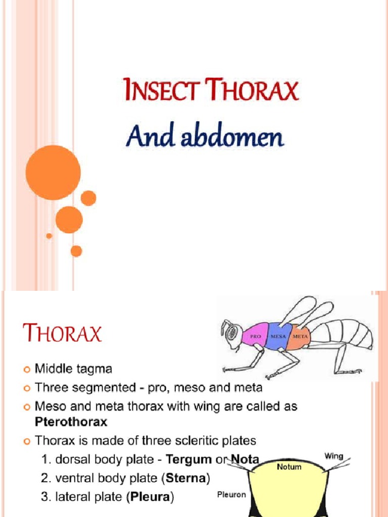 Insect Thorax | PDF