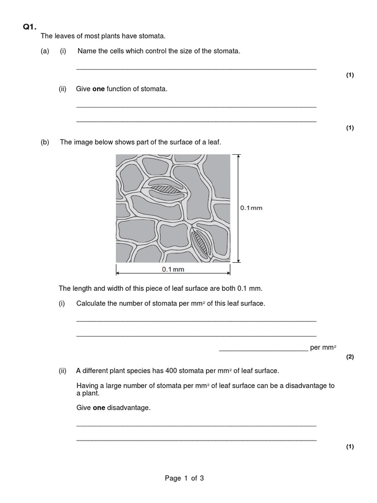 Plant Stomata Function & Water Loss Study | PDF | Stoma | Leaf