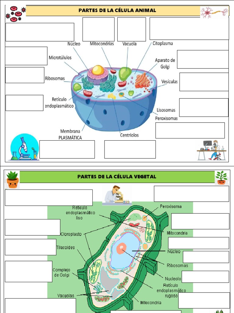 Estructura de Células Animal y Vegetal | PDF